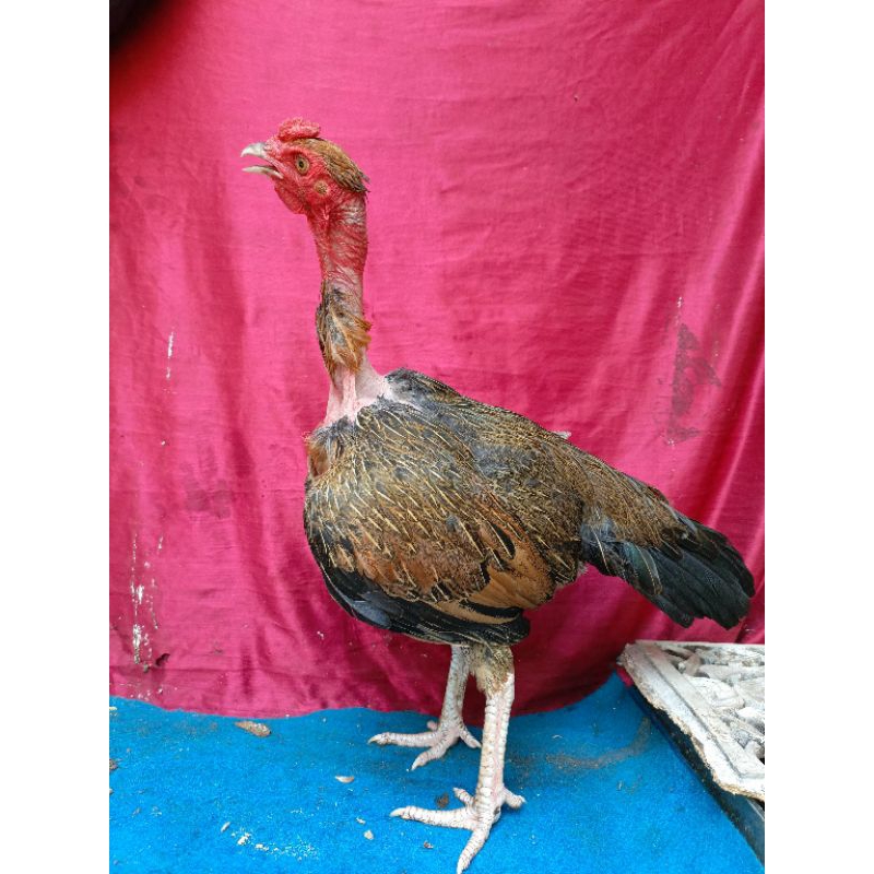 Jual ayam betina saigon leher botak jenis saigon x pama | Shopee Indonesia