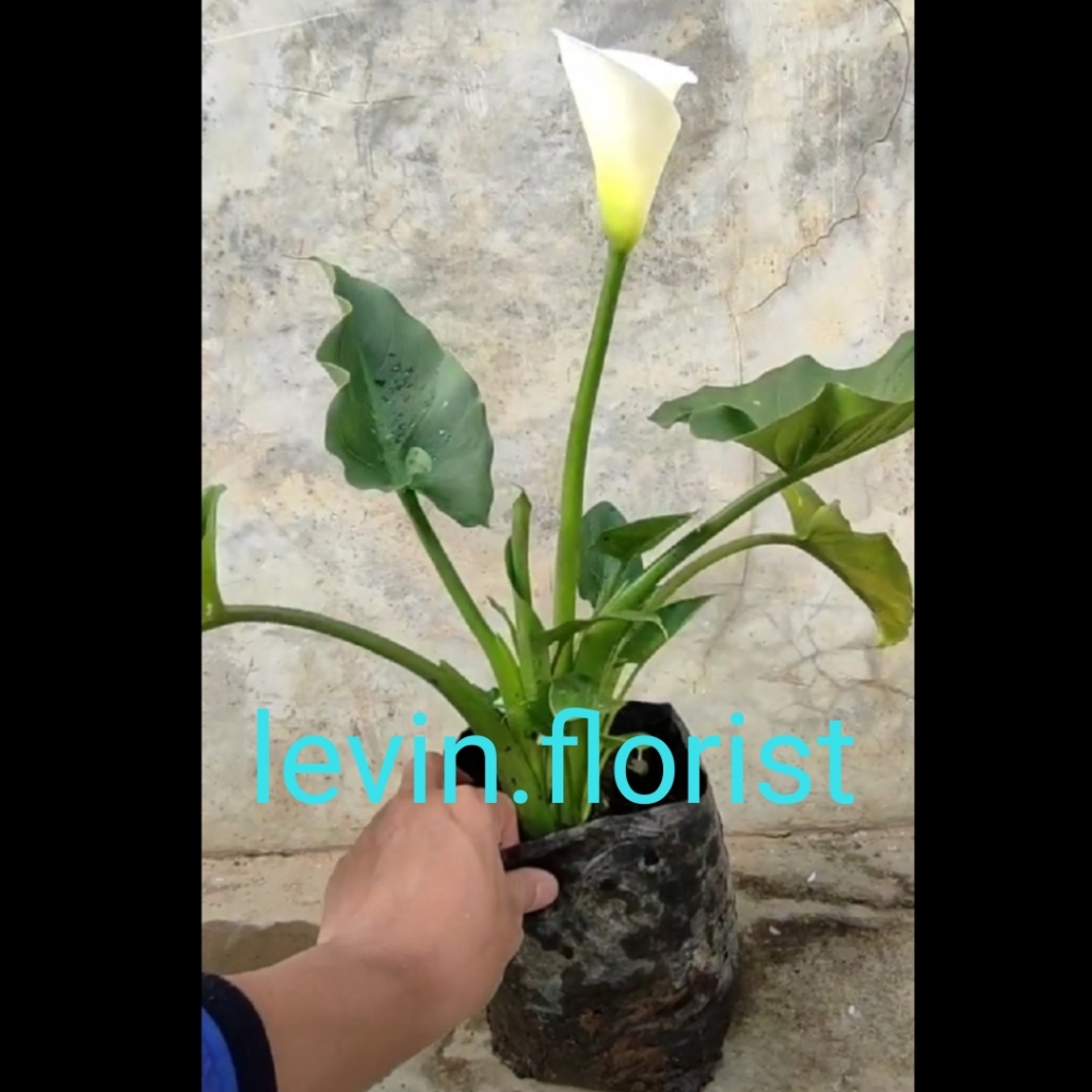 Jual Calla lily / bibit tanaman hias bunga | Shopee Indonesia