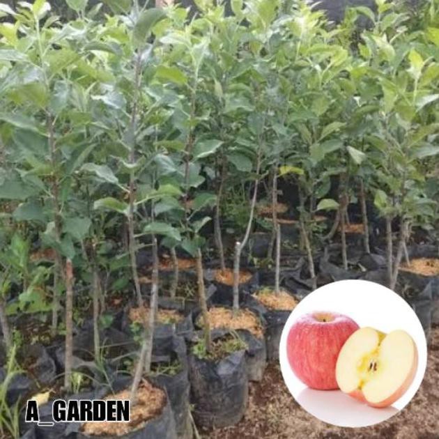 Jual bibit apel segala macam jenis live | Shopee Indonesia