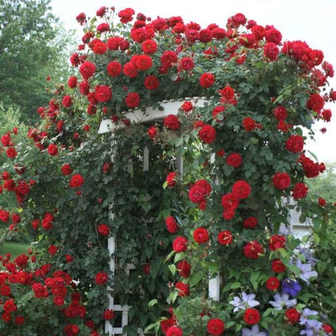 Jual Bibit Benih Bunga Mawar Merah Rambat (2 Butir) | Shopee Indonesia