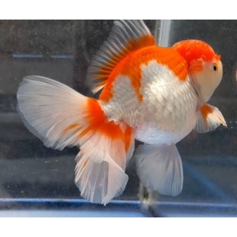 Jual Ikan Mas Koki Oranda RW Pekat | Shopee Indonesia