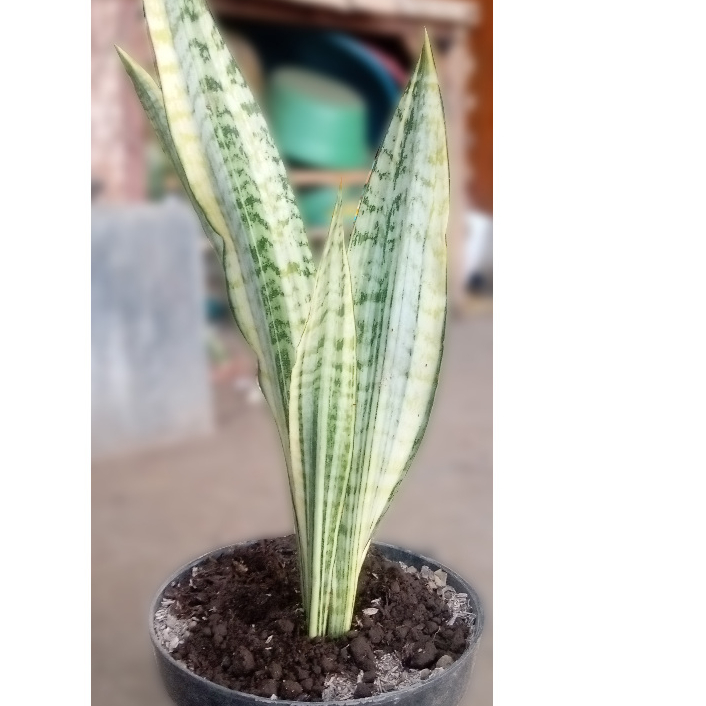 Jual sansivera trifasciata laurentii mutasi multiolor | Shopee Indonesia