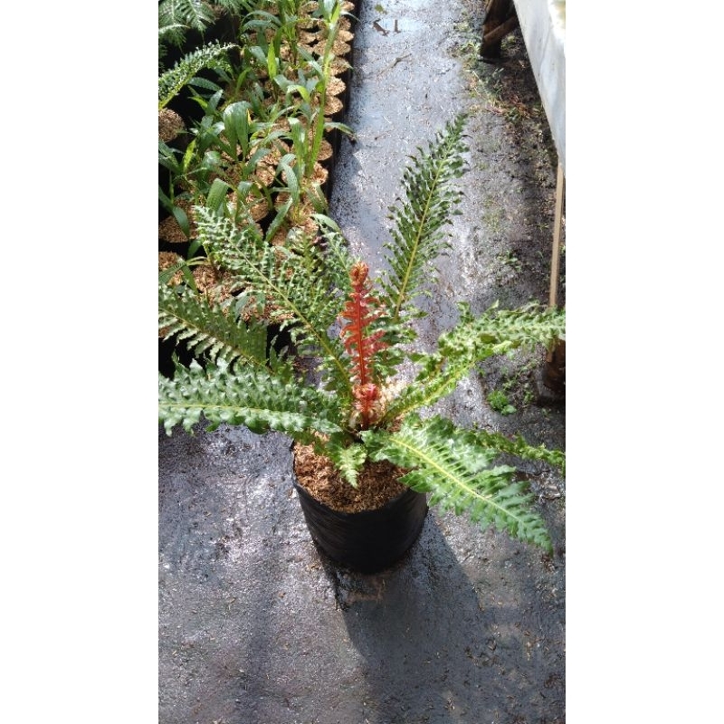 Jual tanaman pakis blechnum merah size besar | Shopee Indonesia