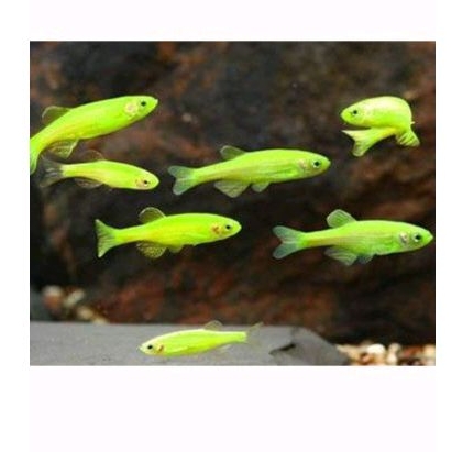 Jual green danio/green aple biasa/slayer | Shopee Indonesia