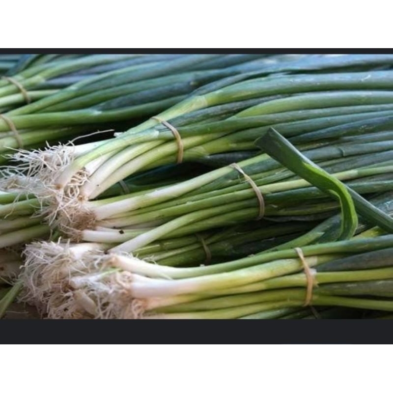 Jual Daun Bawang Segar 500 Gram | Shopee Indonesia