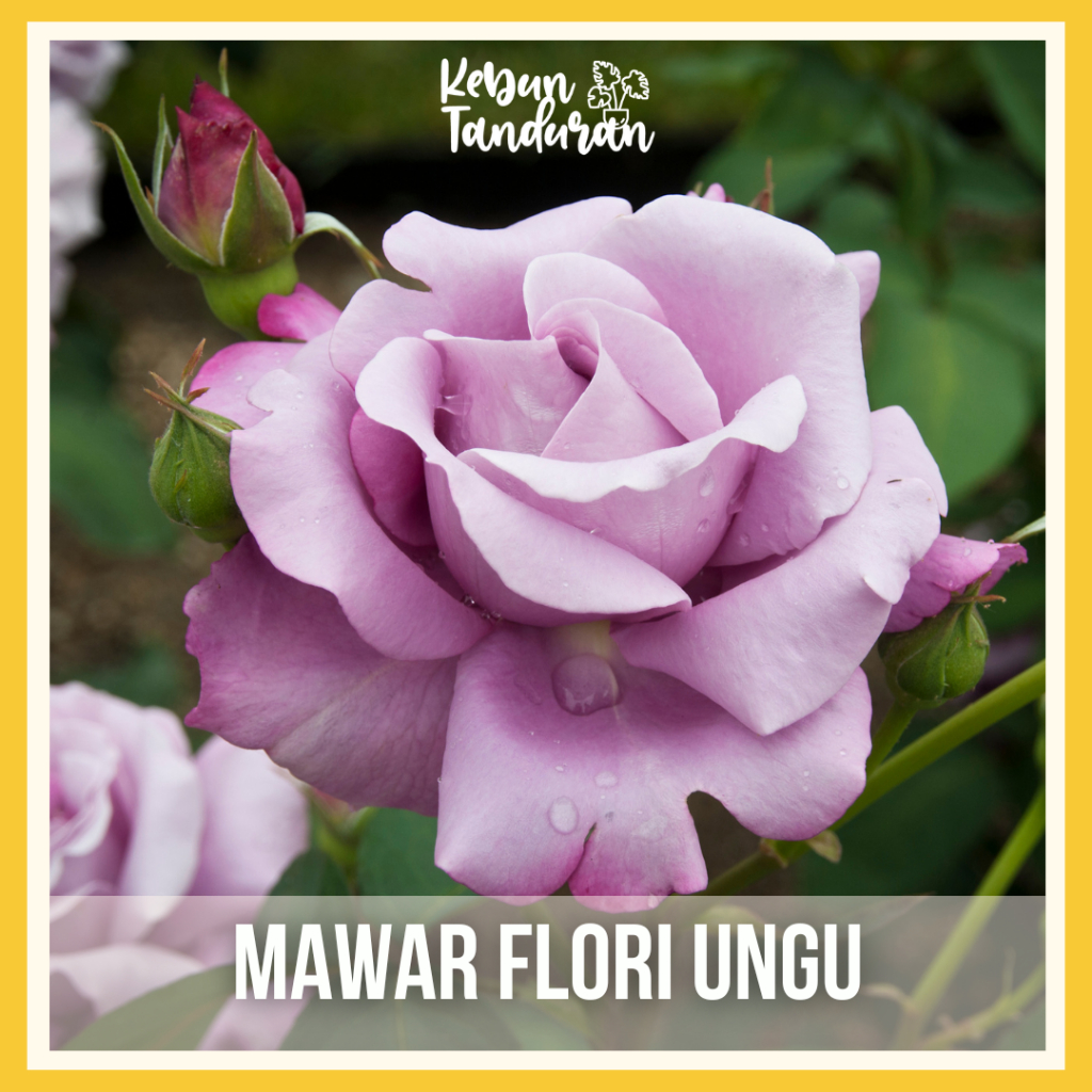 Jual Bibit Bunga Mawar Flori Floribunda Purple ungu 1 tangkai banyak ...