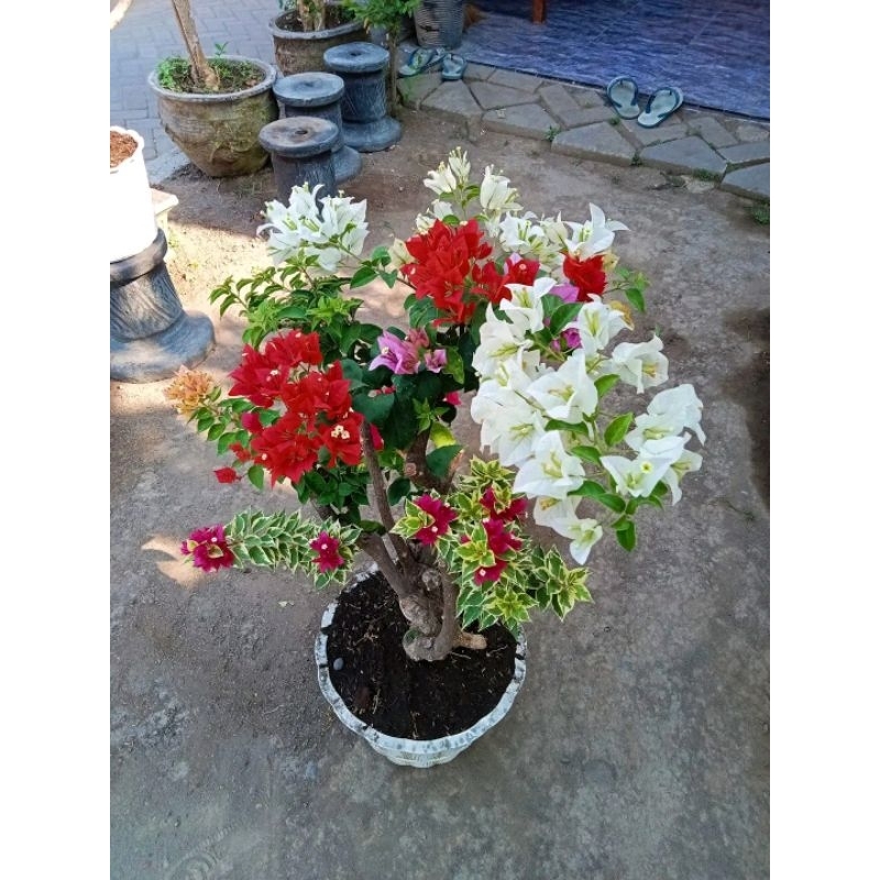 Jual TANAMAN HIAS BUGENVIL BUNGA KERTAS BONSAI 3 WARNA VARIEGATA ...