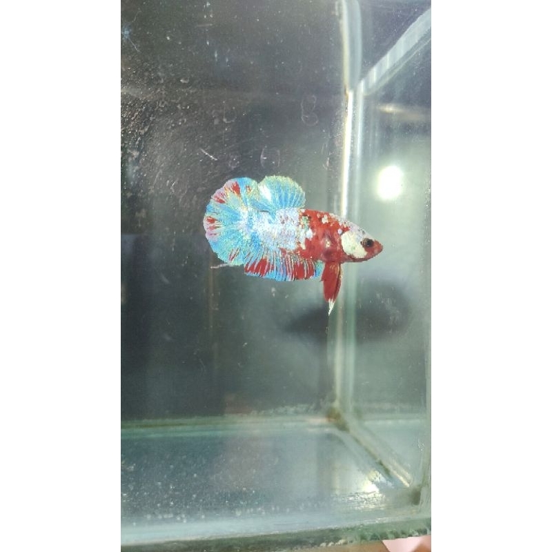 Jual Stiker Betta/Cupang real, Red galaxy, veiltail, neon, avatar ...