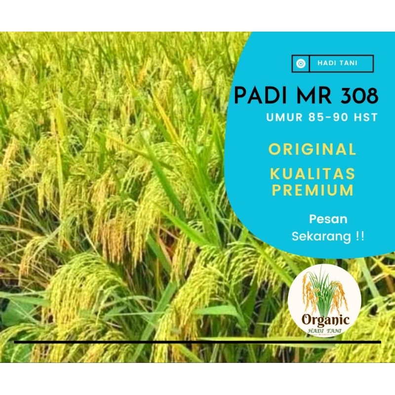 Jual BENIH PADI PREMIUM MR 308 KEMASAN 5 KG | Shopee Indonesia