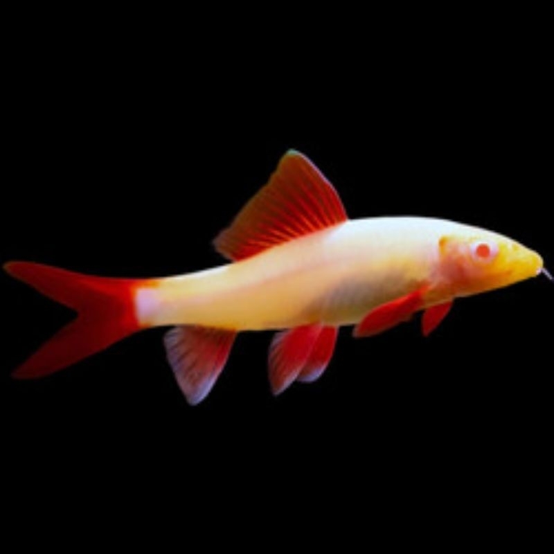 Jual 37. ikan hias redpin red pin albino shark red tail / redfin redfin ...