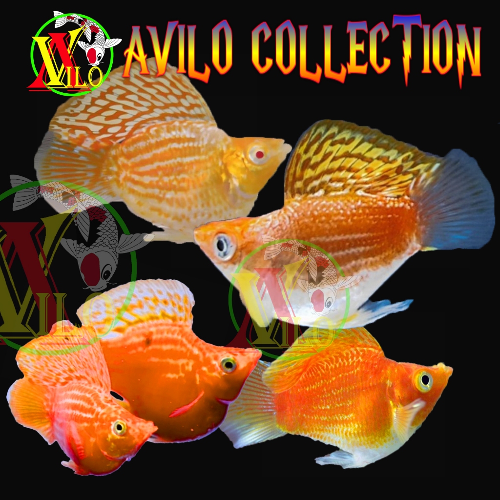 Jual ikan hias aquascape molly balon golden thai besar moli fish ...