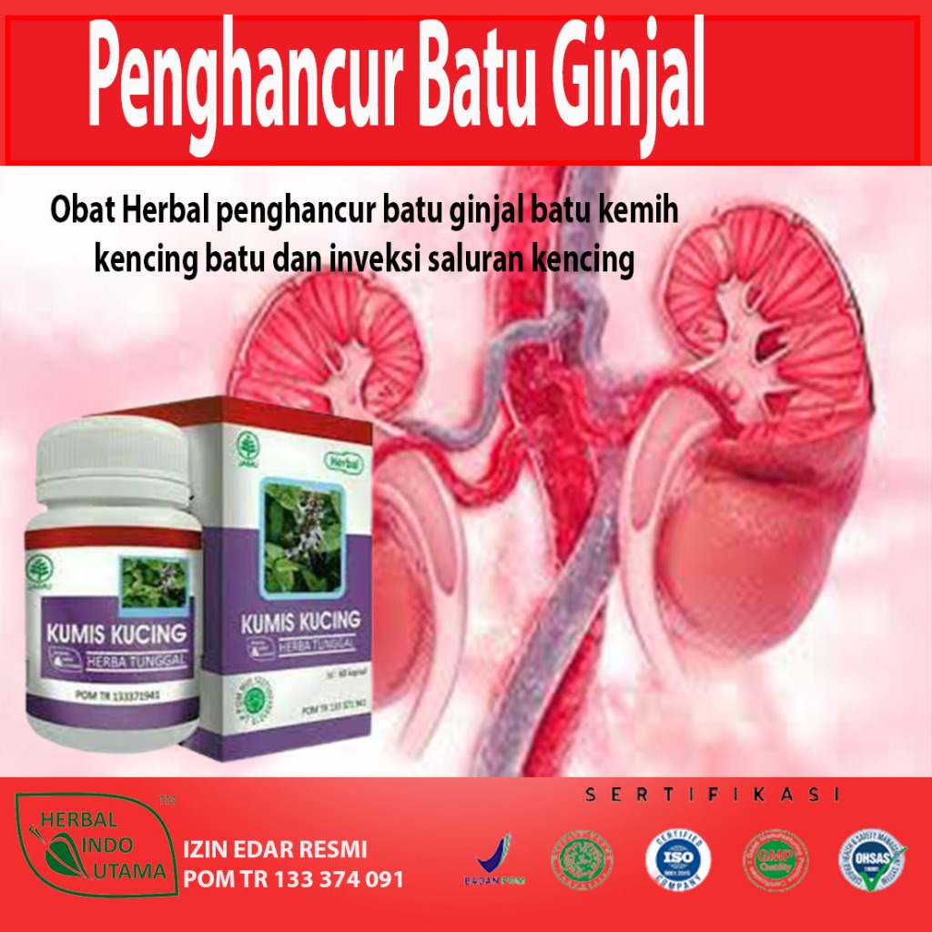 Jual Daun Kumis Kucing Kapsul Obat Penghancur Batu Ginjal Kencing Batu Kencing Darah Herbal Indo ...