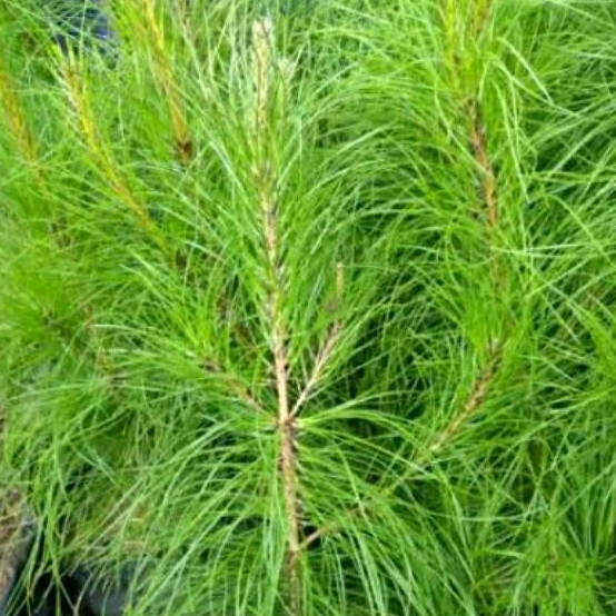 Jual Tanaman Pinus Merkusi 35cm | Shopee Indonesia