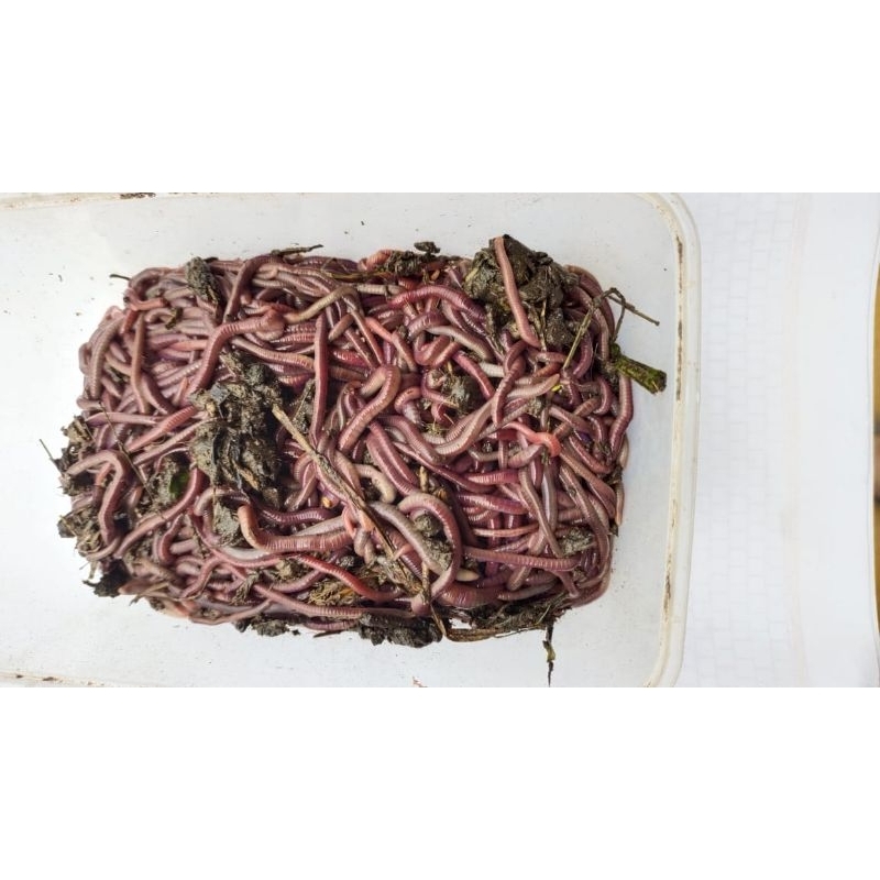 Jual umpan cacing tanah cacing anc Tiger merah 1 kg | Shopee Indonesia