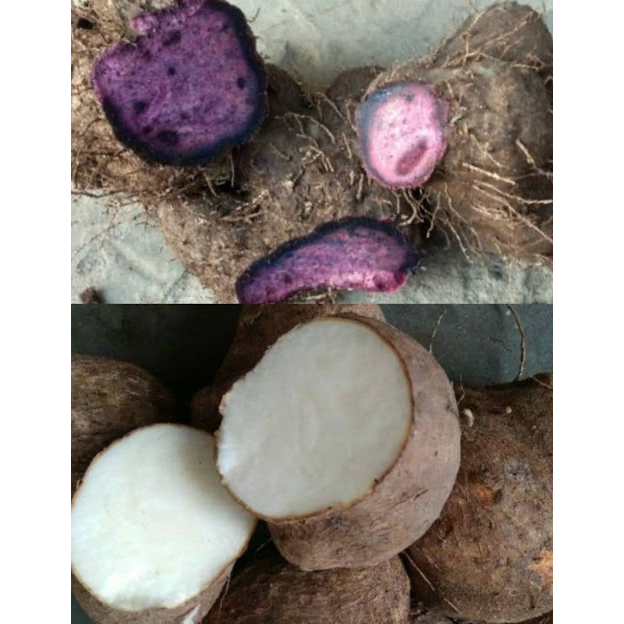 Jual Ubi uwi ungu / umbi uwi putih / ubi hui legi mempur | Shopee Indonesia