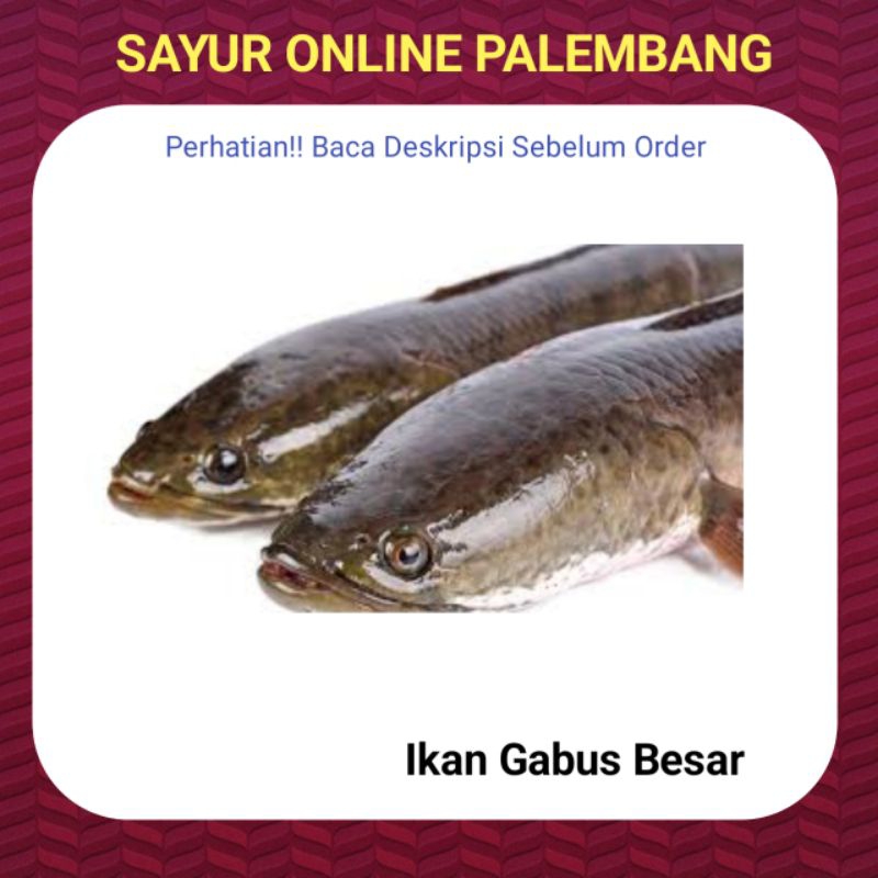 Jual Ikan Gabus Besar - Sayur Ikan Online Palembang | Shopee Indonesia