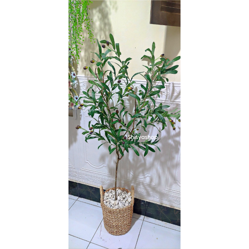 Jual Olive Tree / pohon olive / pohon zaitun | Shopee Indonesia