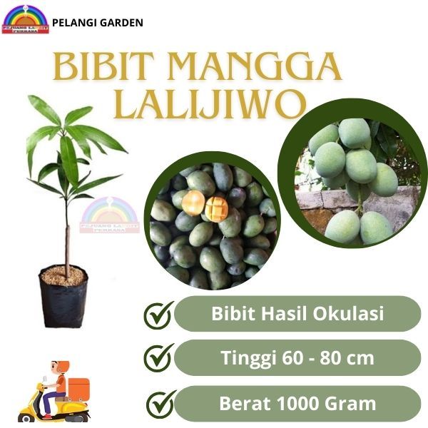 Jual Bibit Mangga Lalijiwo, Bibit Mangga Lalijiwo Super Manis, Bibit ...