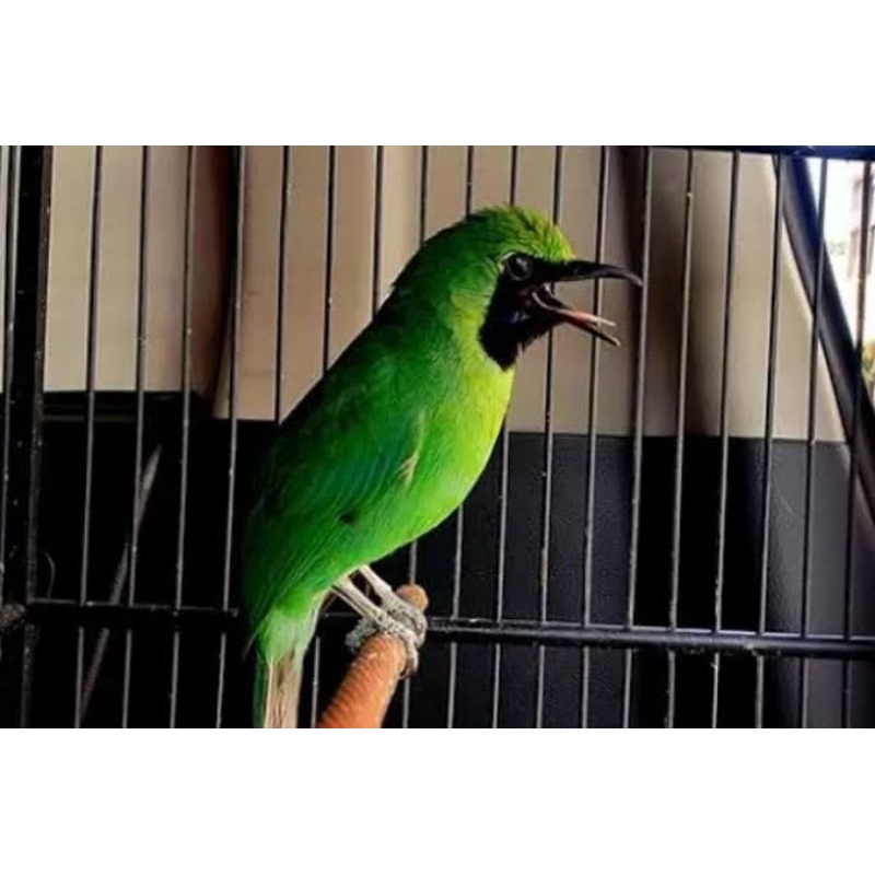 Jual BURUNG CAK IJO GACORAN | Shopee Indonesia