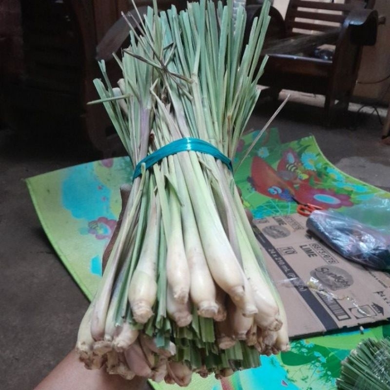 Jual Serai segar 1kg murah | Shopee Indonesia