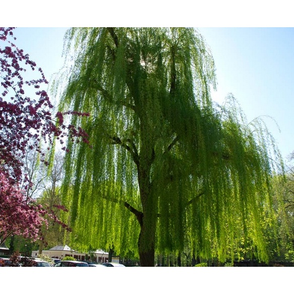 Jual Bibit Tanaman Hias Babylon Willow Weeping Willow | Shopee Indonesia