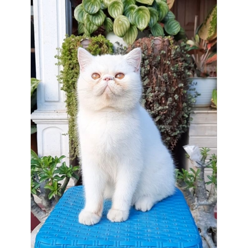 Jual Kucing Exo Exotic shorthair betina | Shopee Indonesia