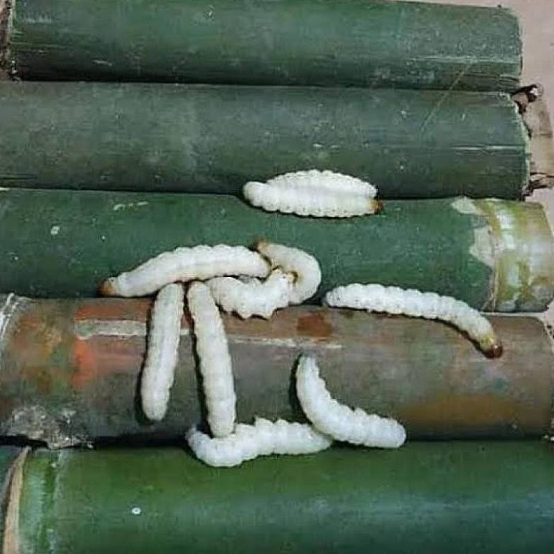Jual Ulat Bambu Ulat Bumbung , Untuk Pakan Ternak BURUNG MURAI ANIS ...