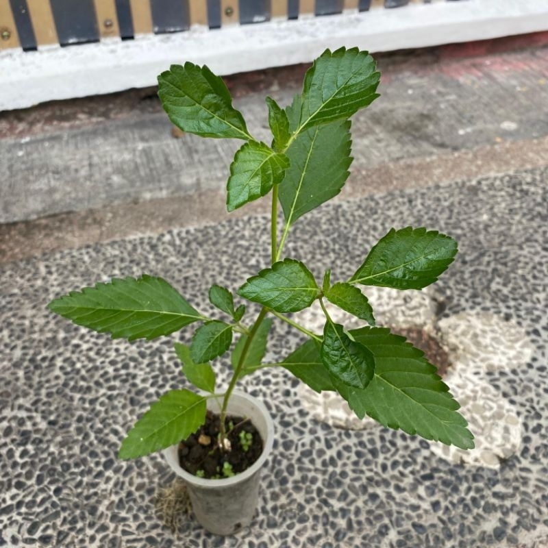 Jual (instant only) Tanaman hias hidup Bunga Yolanda Kuning / Turnera ...