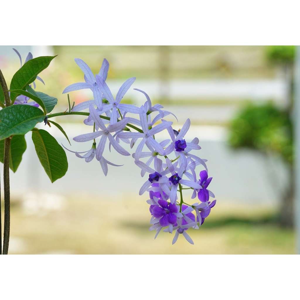 Jual Bunga Merambat Petrea - Tanaman Hias Merambat Bunga Petrea - Bunga ...