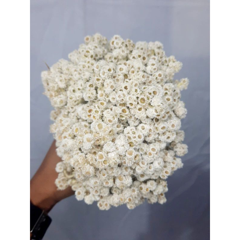Jual 1 Ikat Besar Bunga Kering /Edelweiss Budidaya/Bunga Kering ...