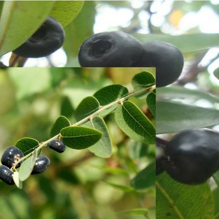 Jual Bibit Benih Buah Tinta Mangsi (25 Butir) | Shopee Indonesia