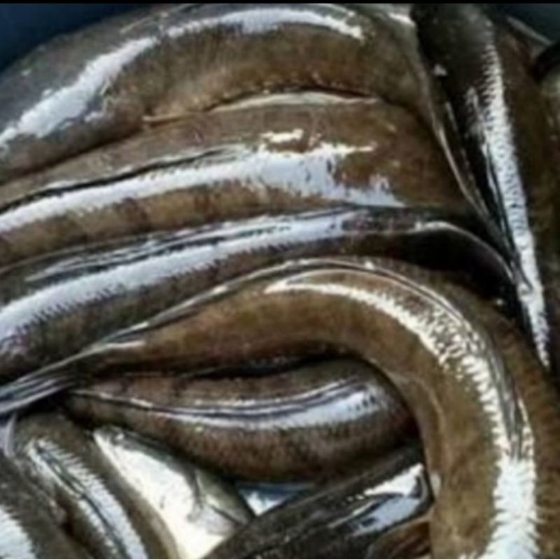 Jual Ikan Gabus fresh hidup 1 Kg | Shopee Indonesia