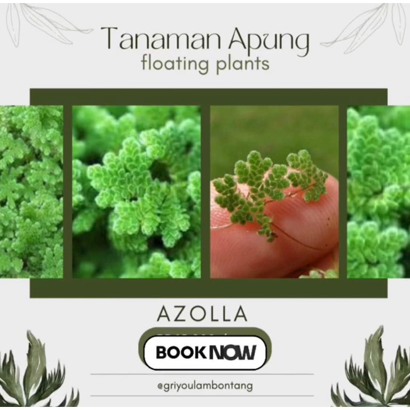 Jual Tanaman Azolla Azola pakan hewan ternak per Kilo murah meriah bisa ...
