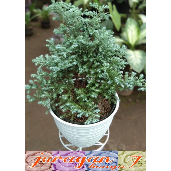 Jual CEMARA SALJU CEMARA PERAK HIDUP DAN BERAKAR SUBUR | Shopee Indonesia