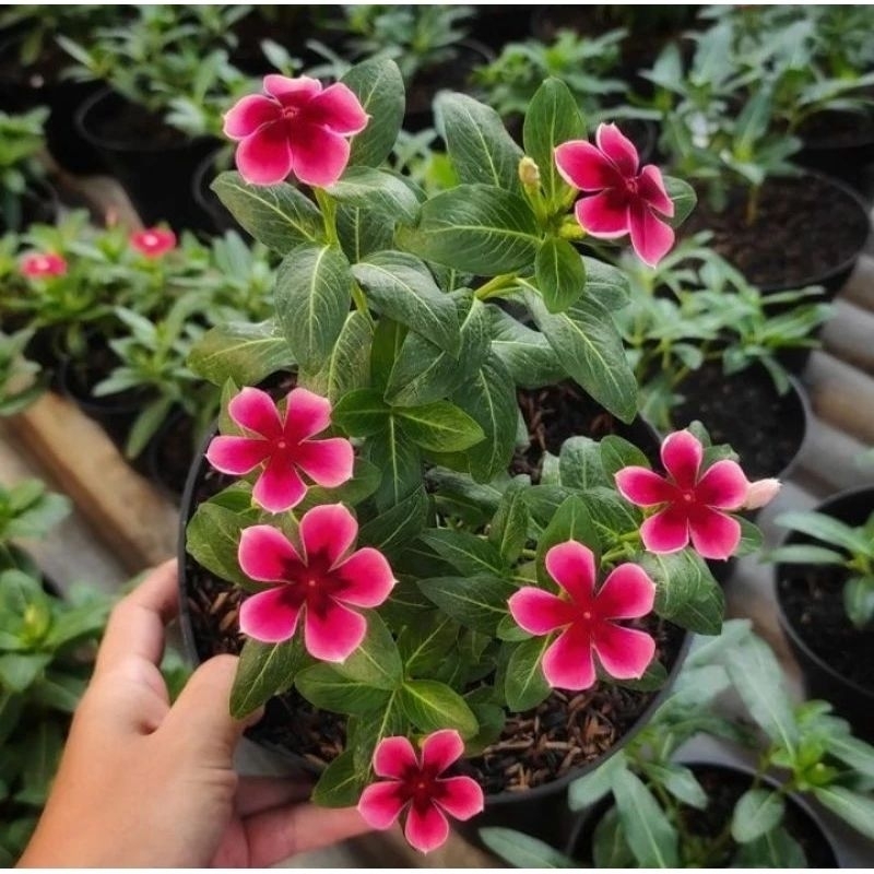 Jual Tanaman hias vinca hybrid tapak dara bunga merah grac - red grac ...