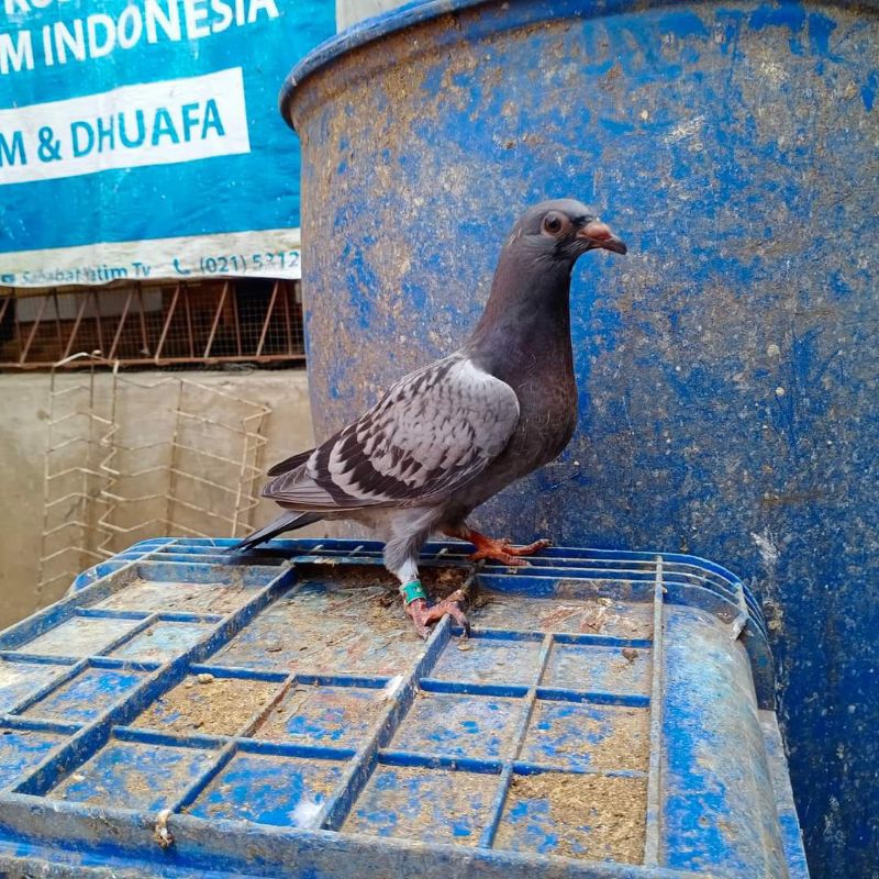 Jual Merpati Pos Racing | Shopee Indonesia