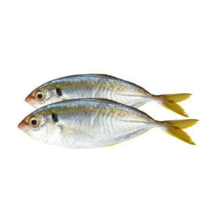Jual Ikan selar segar 1kg | Shopee Indonesia