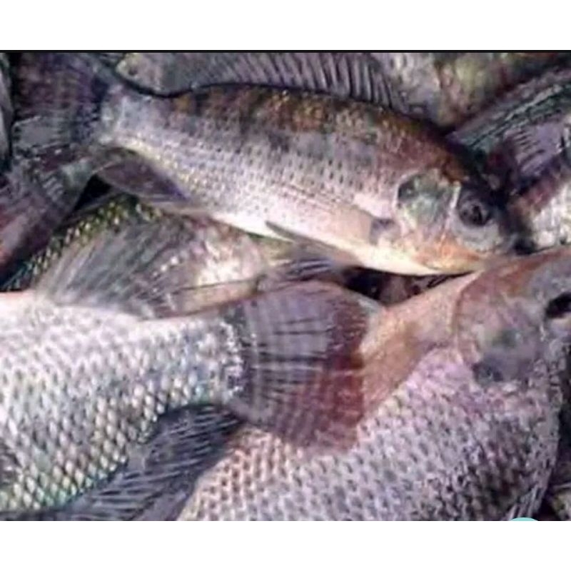 Jual ikan nila segar 500g | Shopee Indonesia
