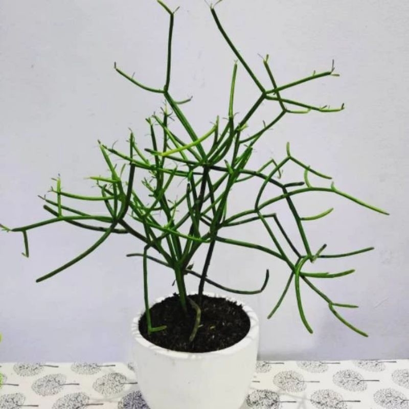 Jual Tanaman herbal patah tulang kayu urip pohon patah tulang | Shopee ...