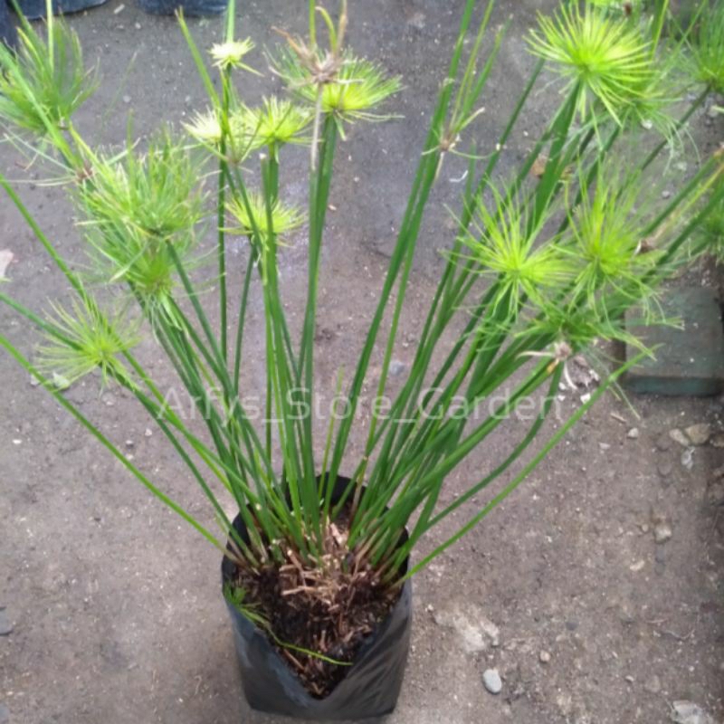 Jual Papyrus mini / Dwarf Papyrus / Tanaman hias Air dekorasi kolam ...