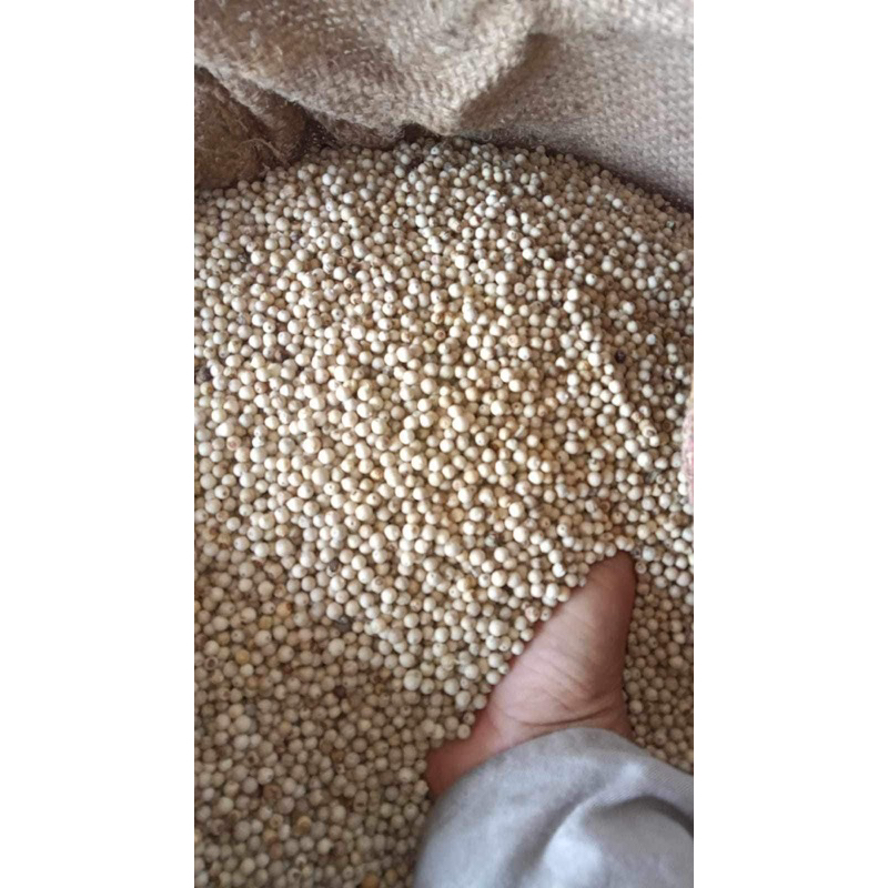 Jual LADA PUTIH BUTIR KECIL / MERICA PUTIH PREMIUM 1 KG | Shopee Indonesia