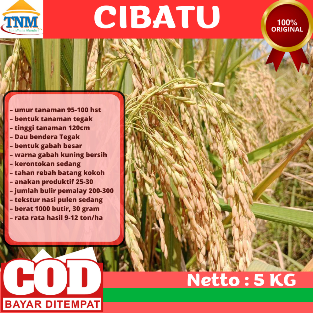 Jual BIJI PADI CIBATU 06 KEMASAN 5 KG | Shopee Indonesia