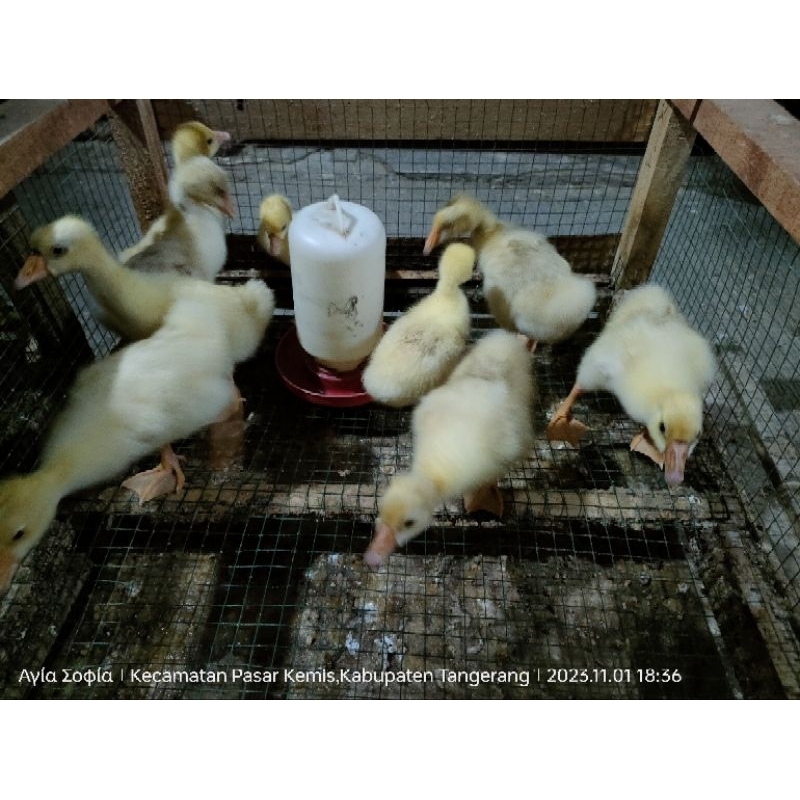 Jual anak soang/angsa (harga/ekor) (pengiriman hanya daerah Jabodetabek ...