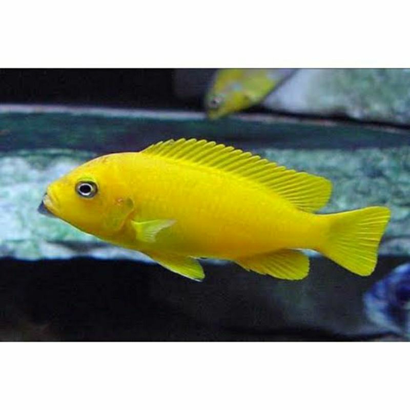 Jual ikan lemon chicilid / ikan hias lemon kuning cicilid fish / ikan ...