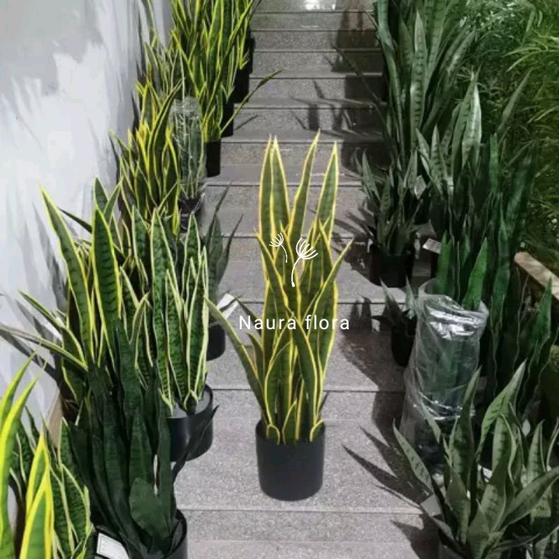 Jual PAKET 2 SANSIVERA GOLDEN | Shopee Indonesia
