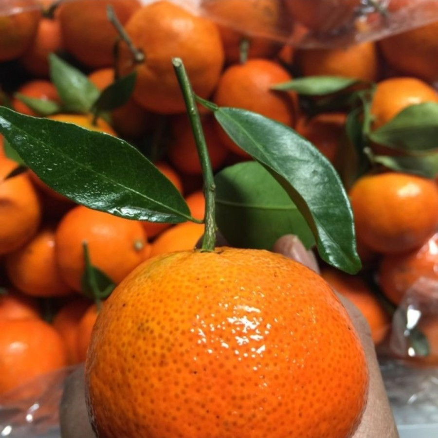 Jual Jeruk santang daun l satang tangrin 500gr - 1kg l Jbp_Fresh ...