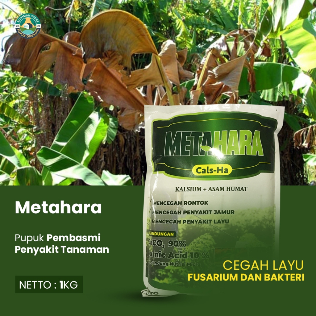 Jual METAHARA pupuk kalsium cegah layu fusarium dan bakteri Ampuh ... Jual METAHARA pupuk kalsium cegah layu fusarium dan bakteri Ampuh ...