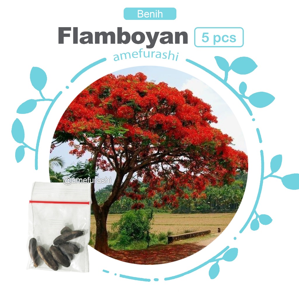 Jual Amefurashi Benih / BIbit / Seed Pohon Flamboyan Orange Very ...