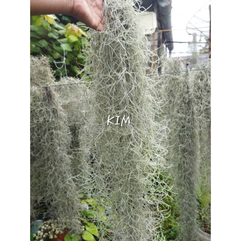 Jual 50cm janggut musa | jenggot musa | tanaman hias | tanaman udara ...