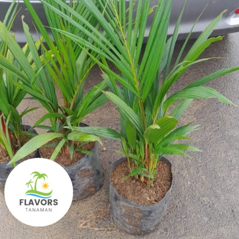 Jual TANAMAN HIAS PALEM MERAH RUMPUN MINI - SATU POLIBAG RUMPUN ...